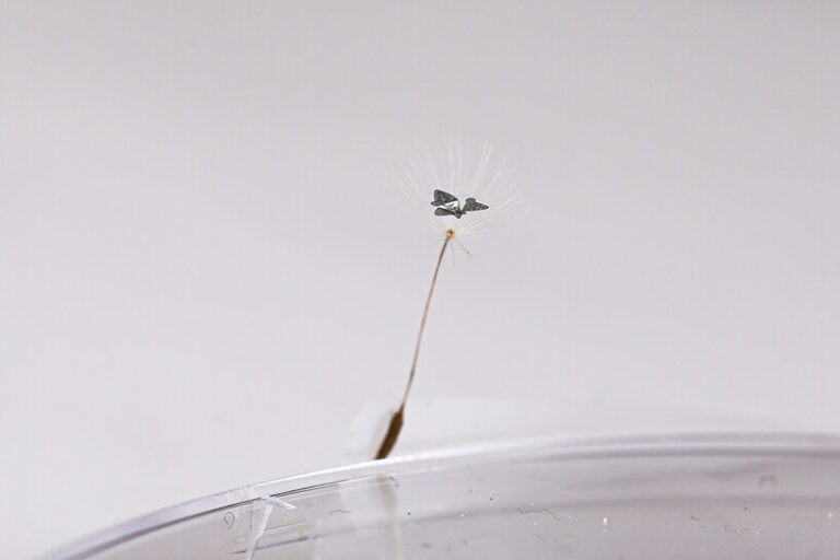 the microflier, a flying microchip that could track pollution and disease