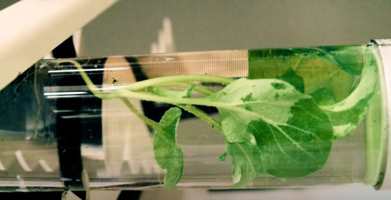 MIT researches created plants that glow replacing electrical lighting