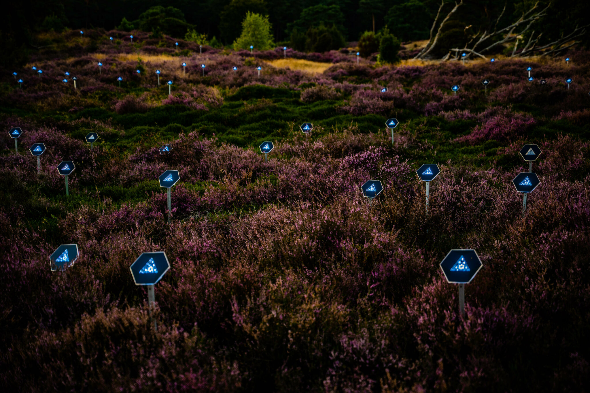 tane is a self-reliant 'digital organism' that can survive in nature ...