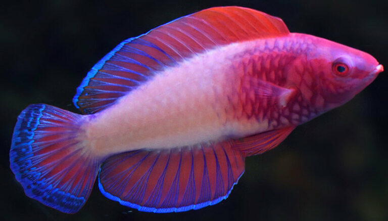 multicolored marvel fairy wrasse fish discovered by maldivian scientist