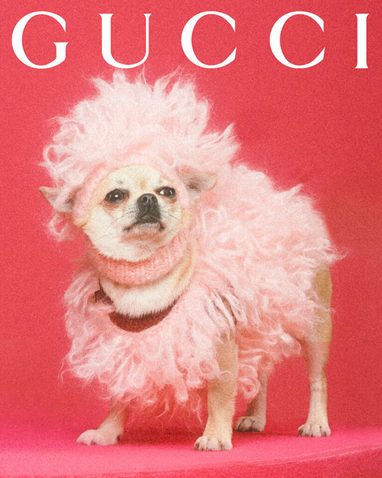 pamper your furry friends with the new gucci pet collection