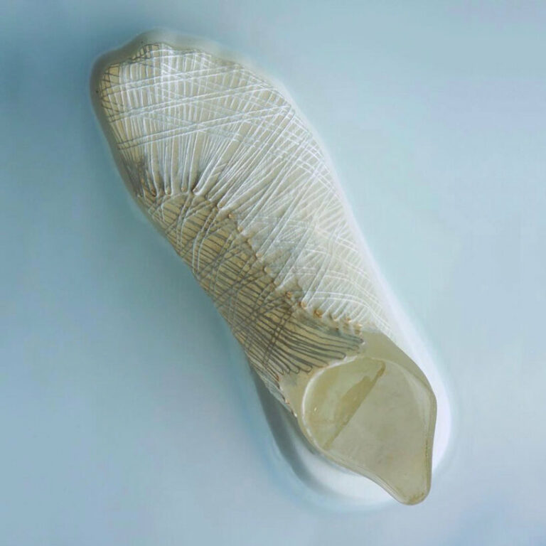 modern synthesis just raised $4.1M to grow textiles from microbes