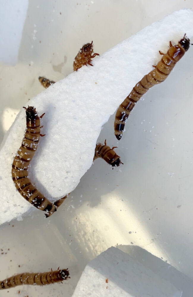 polystyrene eating worms could help tackle plastic waste, say scientists