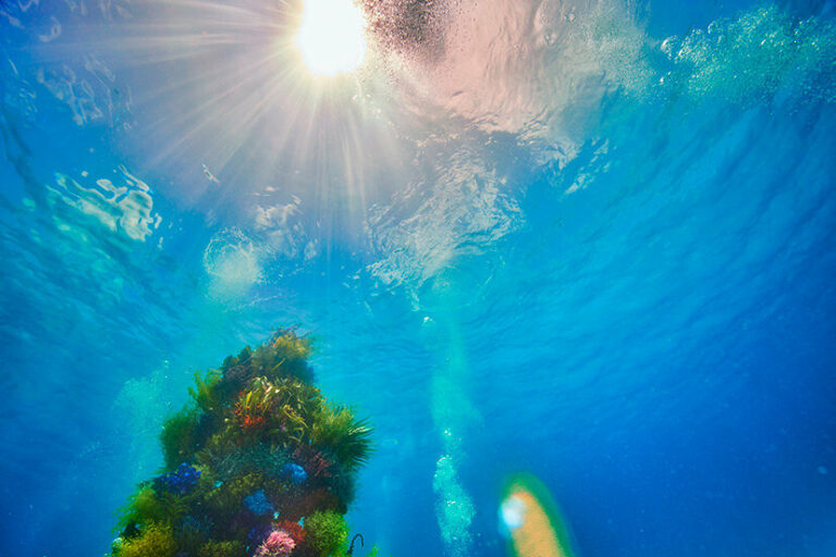 azuma makoto submerges botanical sculpture in clear blue waters