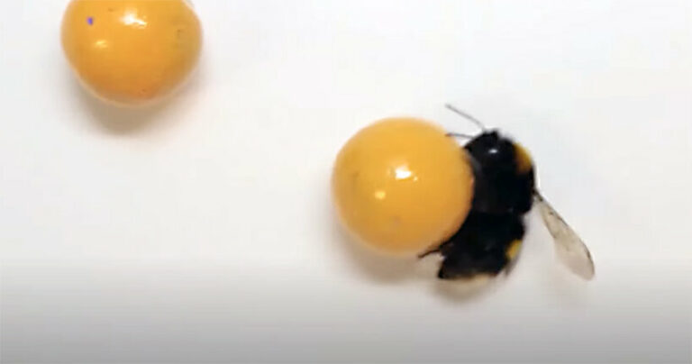 bumble bees can 'play' like animals, new study shows
