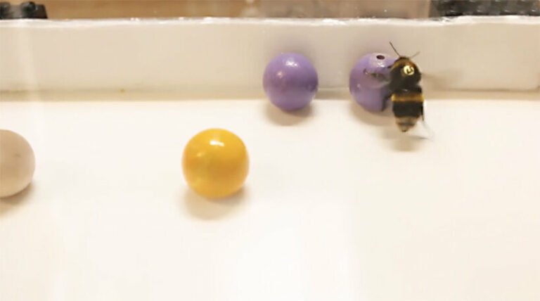 bumble bees can 'play' like animals, new study shows