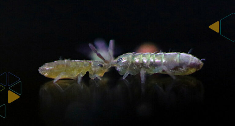 watch tiny leaping robots mimic springtail's escape response