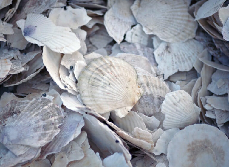 sturdy helmet 'SHELLMET' recycles discarded scallop shells from landfills