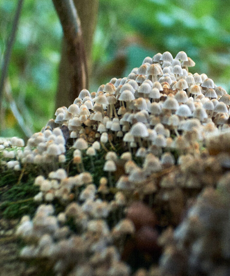 ex-NOMA fermentation chief 'david zilber' cooks up food with bacteria ...