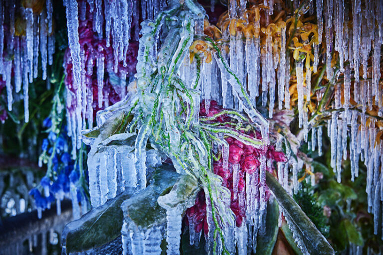 azuma makoto freezes vibrant bouquets of flowers in new sculptural ice ...