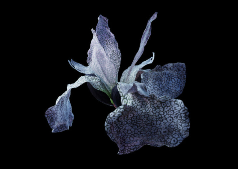 interview: mat collishaw on breeding flowers in the metaverse