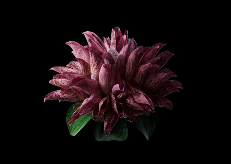 interview: mat collishaw on breeding flowers in the metaverse