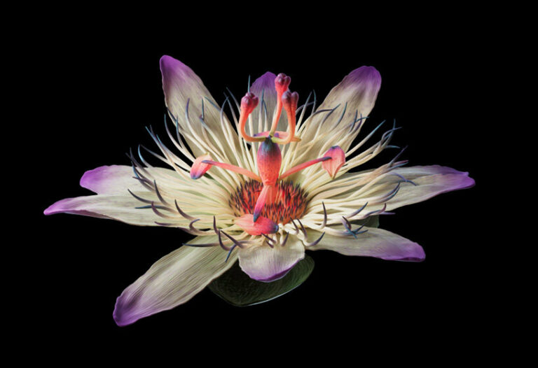 interview: mat collishaw on breeding flowers in the metaverse