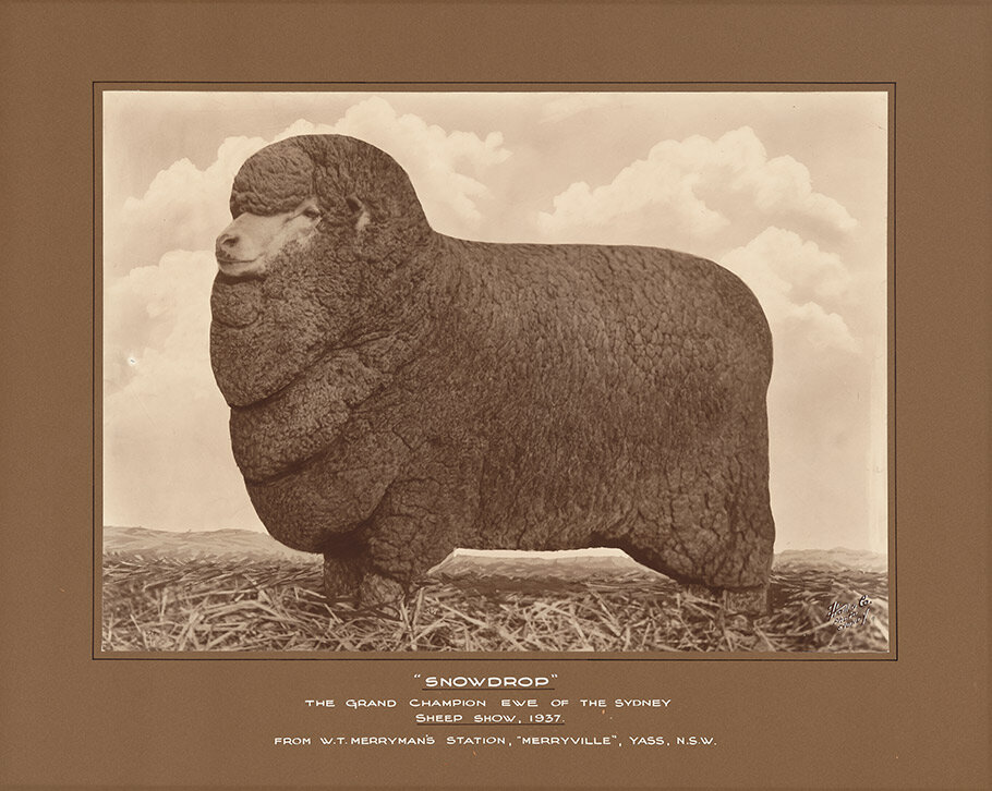 formafantasma's 'oltre terra. why wool matters' explores the co ...