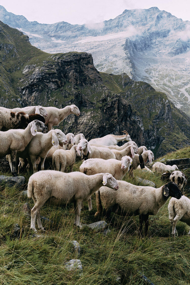 formafantasma's 'oltre terra. why wool matters' explores the co ...