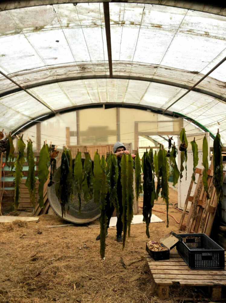 streetwear made from preserved seaweed shows algae's future in fashion ...