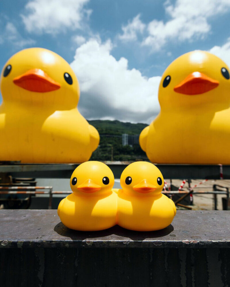 florentijn hofman's inflatable rubber duck gets an identical twin for its return to hong kong