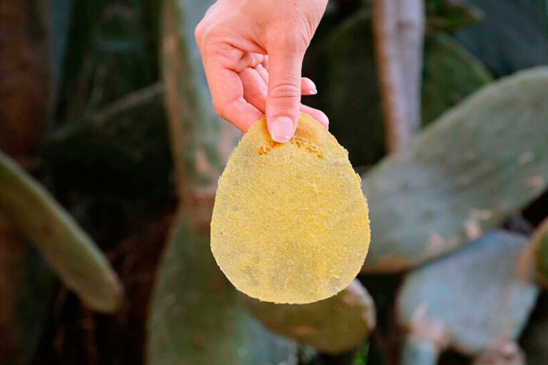 orange, leaves, and plant seeds make up o-sow bio toilet paper alternative