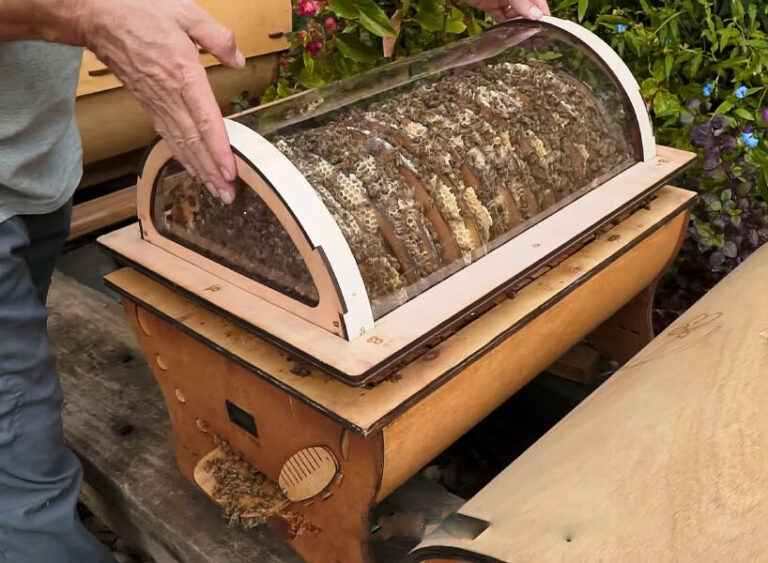 transparent and round beehive lets keepers see the bees and collect ...
