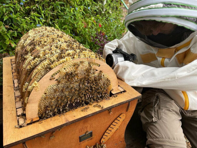 transparent and round beehive lets keepers see the bees and collect ...