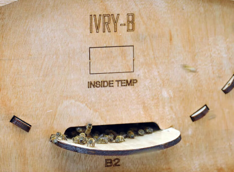 transparent and round beehive lets keepers see the bees and collect honey using a drawer