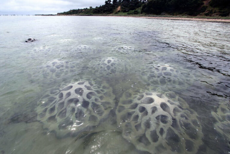 reef design lab plants concrete with recycled shells in water to save ...