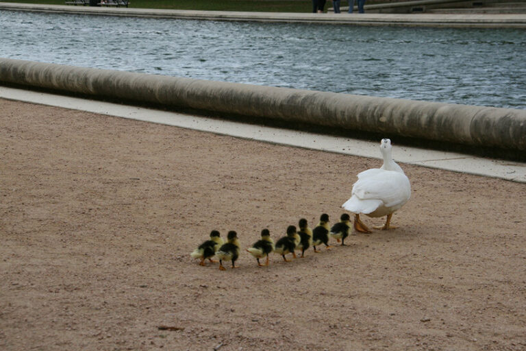 duck-like trash can robots follow pedestrians to keep the city clean ...