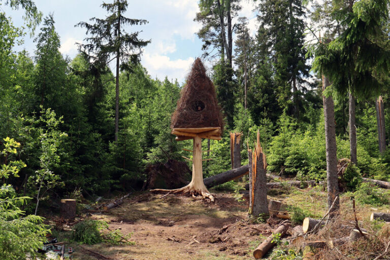 fallen tree roots form scenic forest lookout by ulf mejergren in sweden