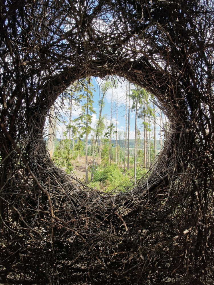 fallen tree roots form scenic forest lookout by ulf mejergren in sweden