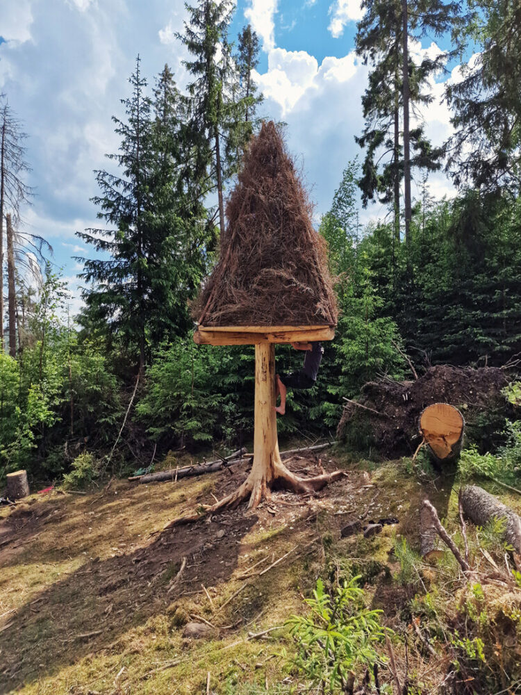 fallen tree roots form scenic forest lookout by ulf mejergren in sweden