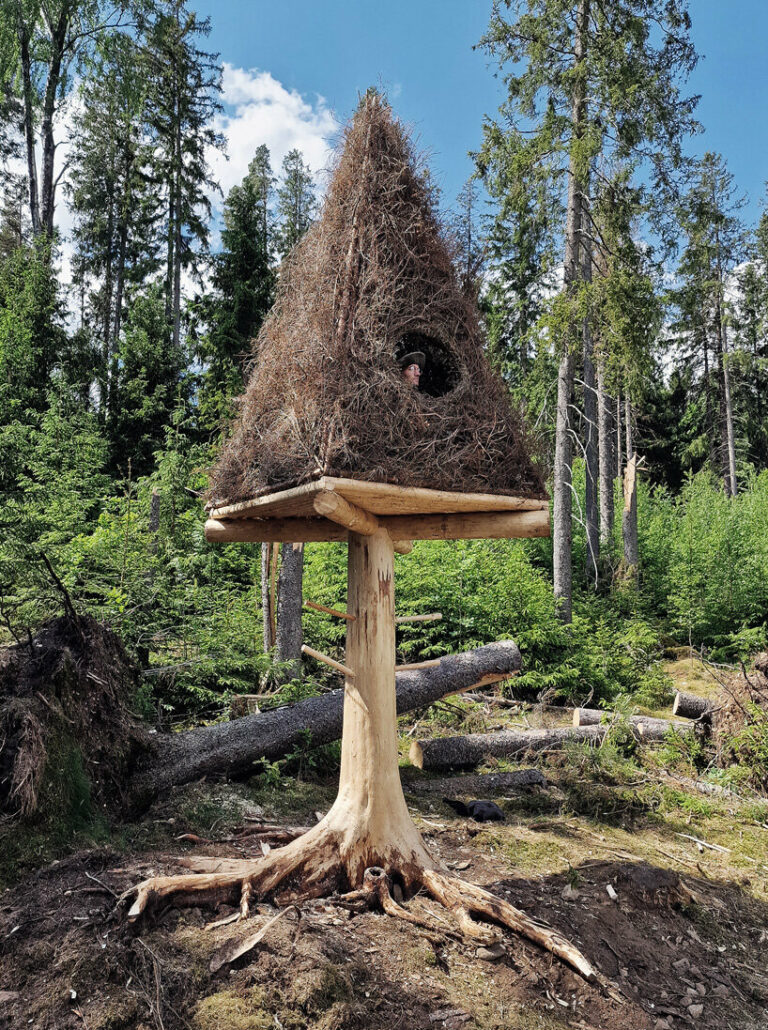 fallen tree roots form scenic forest lookout by ulf mejergren in sweden