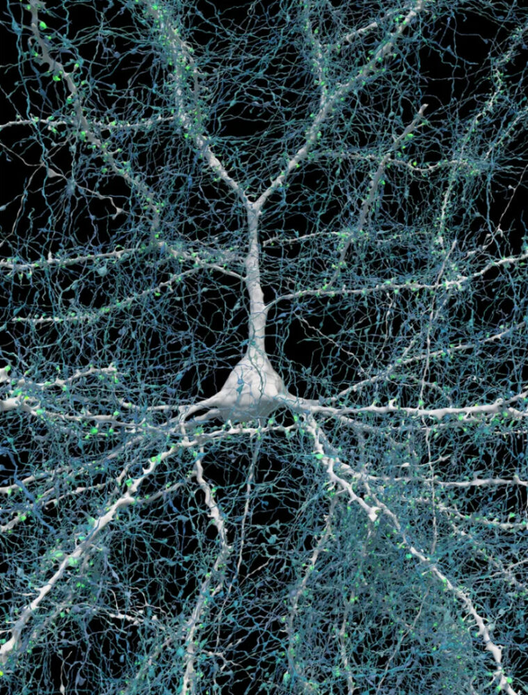 google AI and harvard researchers release detailed images of human ...