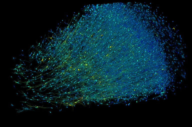 google AI and harvard researchers release detailed images of human ...