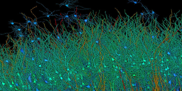 google AI and harvard researchers release detailed images of human ...