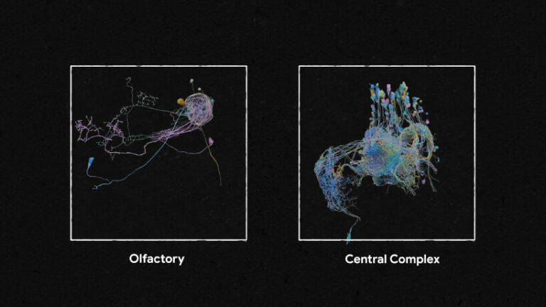 google AI and harvard researchers release detailed images of human ...