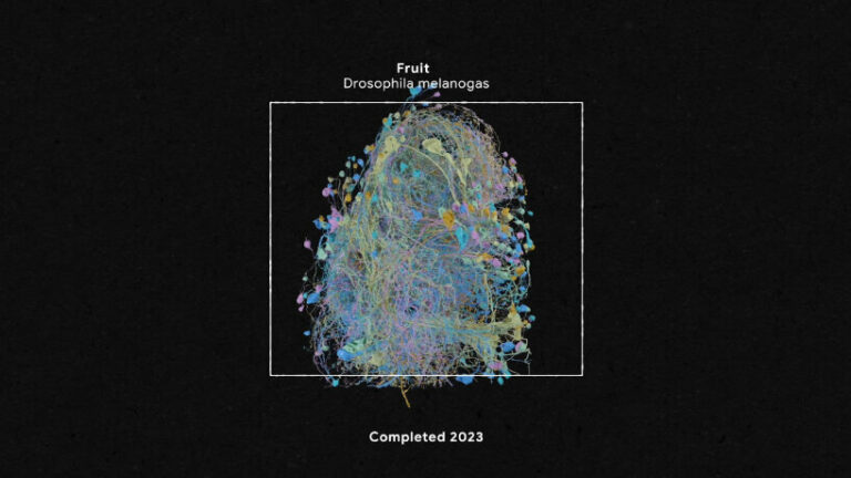 google AI and harvard researchers release detailed images of human ...