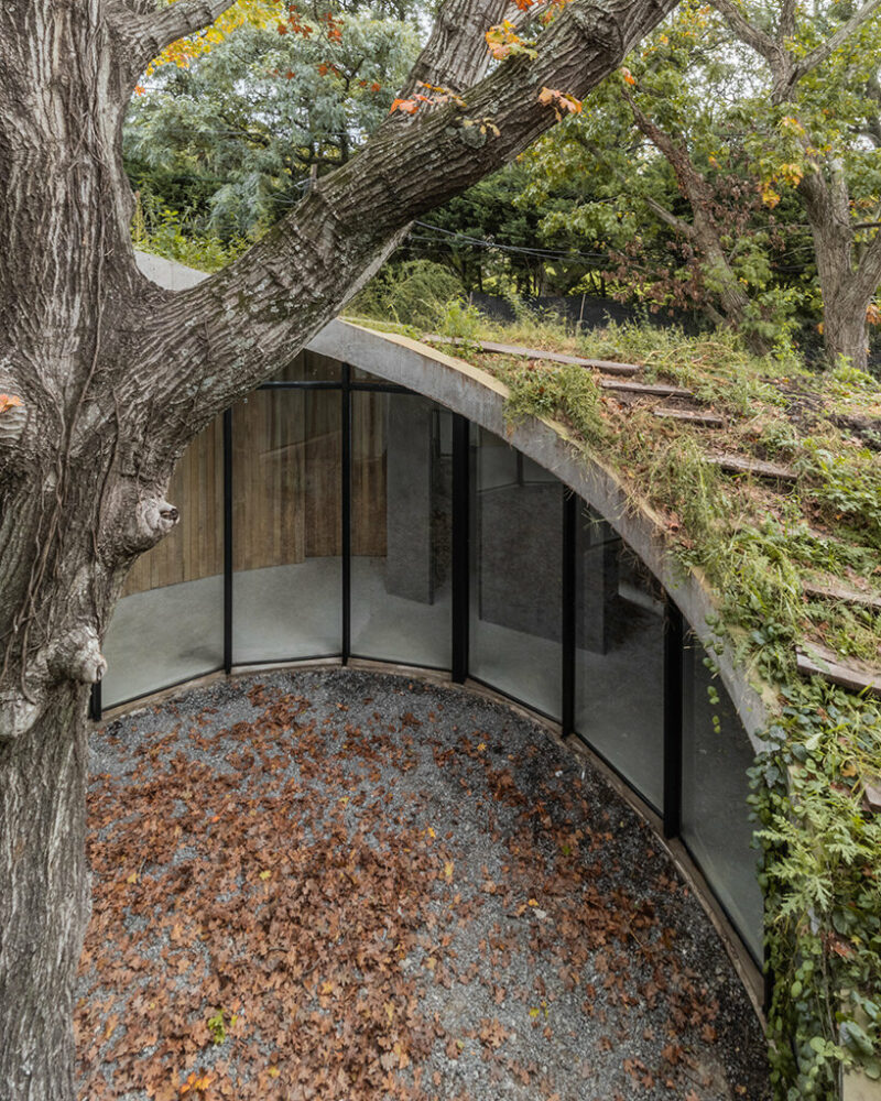 atelierM's grassy LuMa house encircles a century-old oak tree
