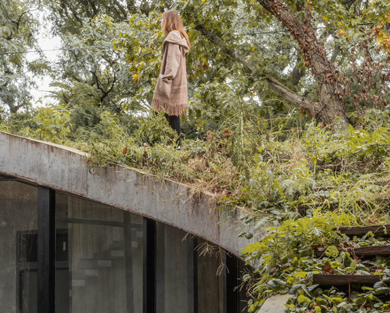 atelierM's grassy LuMa house encircles a century-old oak tree