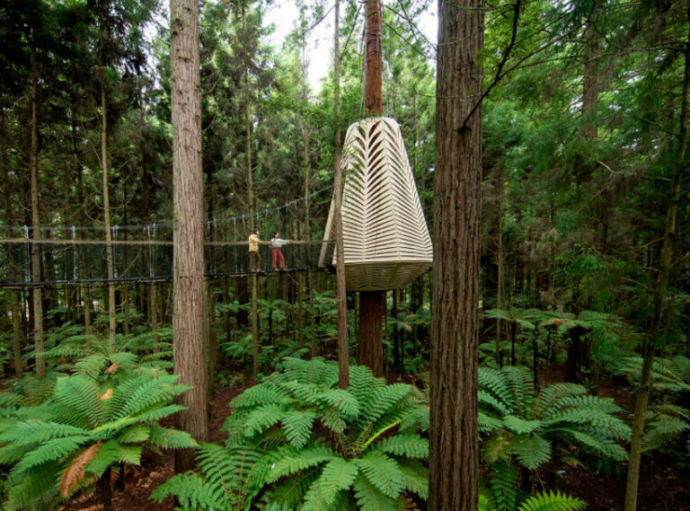 illuminating horoeka tree pod hangs above redwood forest in new zealand