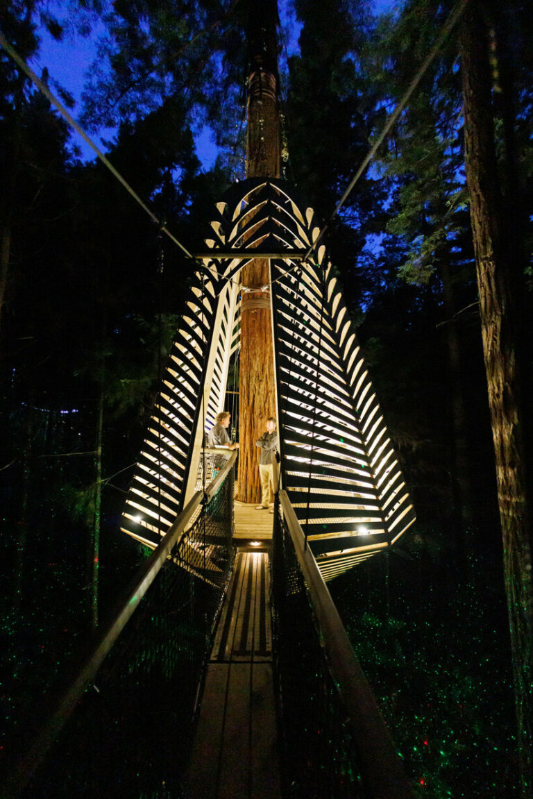 illuminating horoeka tree pod hangs above redwood forest in new zealand
