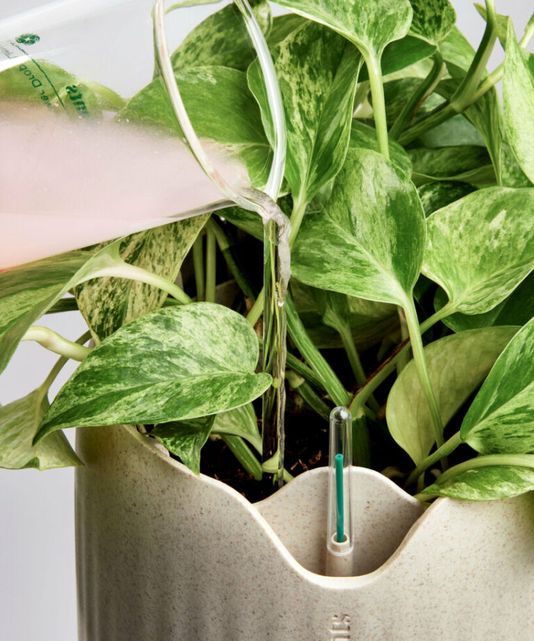 houseplant neo Px purifies indoor air pollution with bioengineered ...