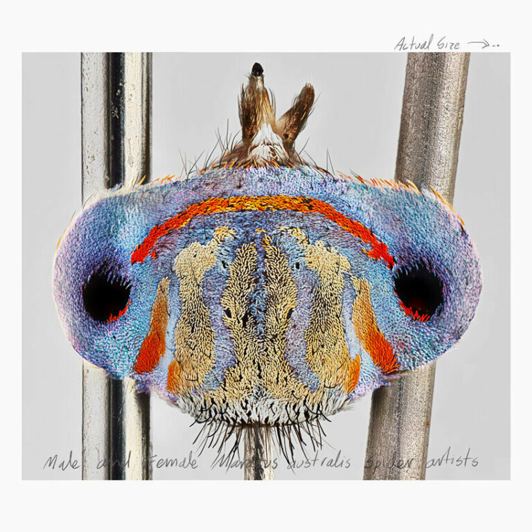 maria fernanda cardoso's detailed photos explore the vibrant world of ...