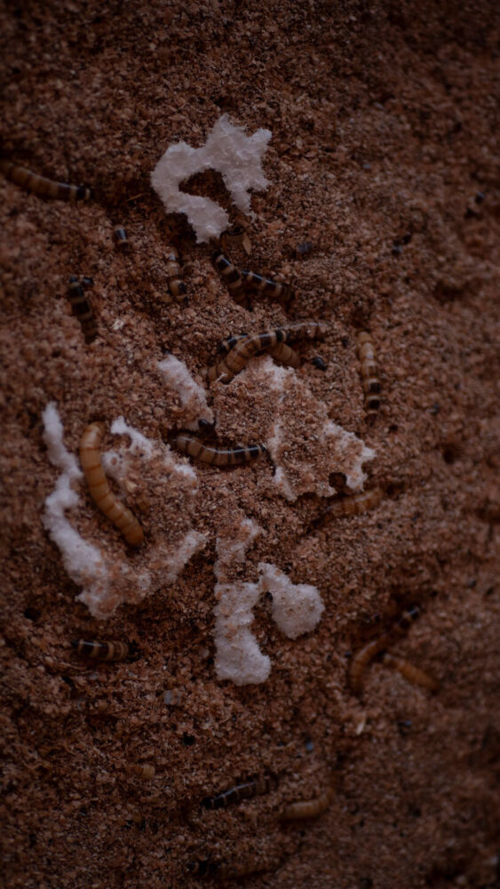 plastic-eating worms sculpt molds for arnaud tantet's metal utensils at ...