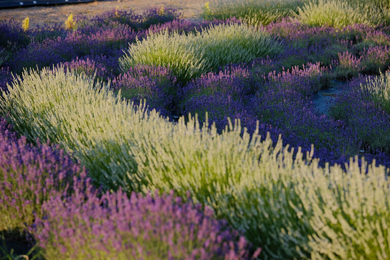 van gogh’s starry night blossoms through lavender fields for bosnian ...