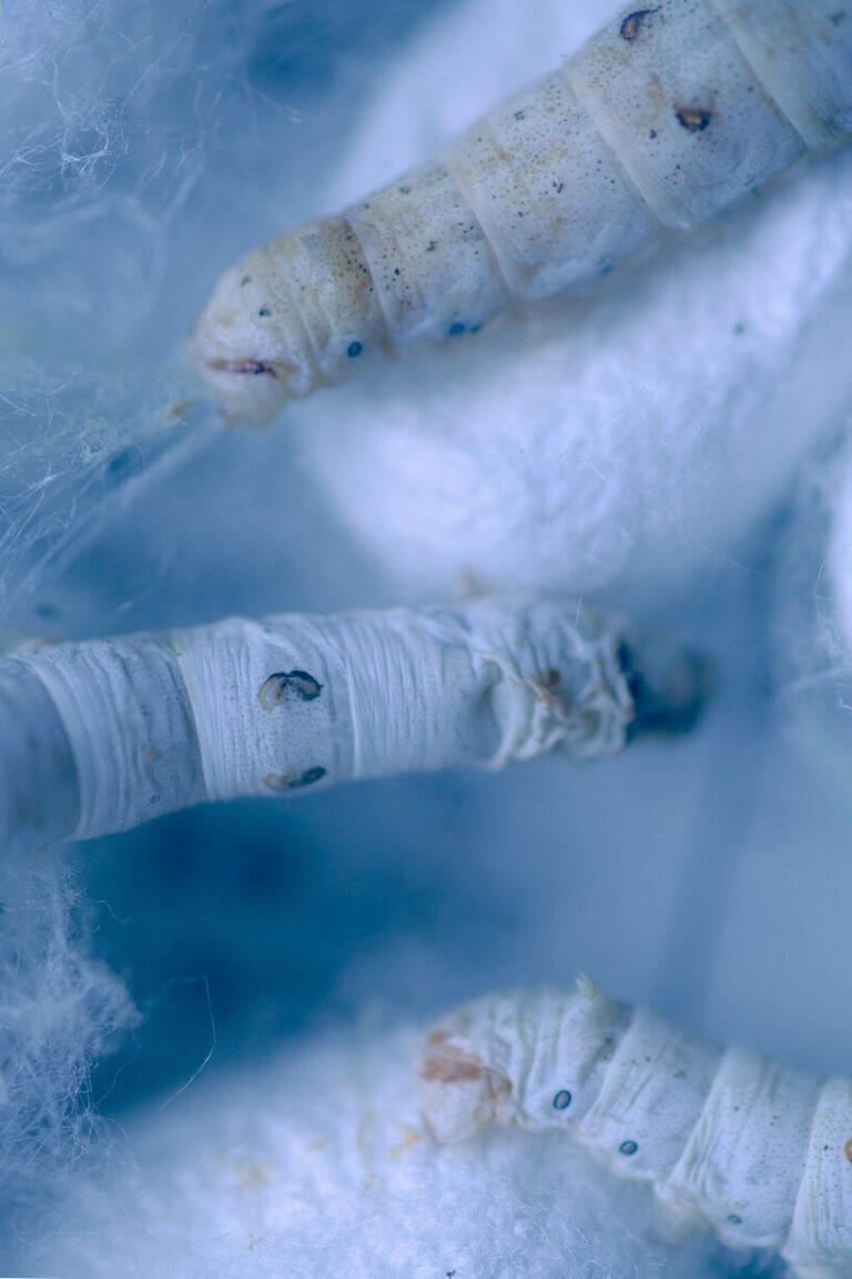 rewoven silk cocoon waste emerges as leather alternative for clothing ...