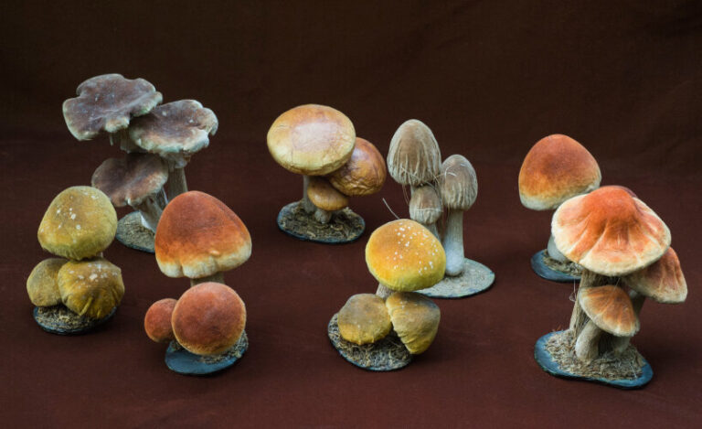 a cabinet of wonders exhibits science artifacts at venice's palazzo grimani