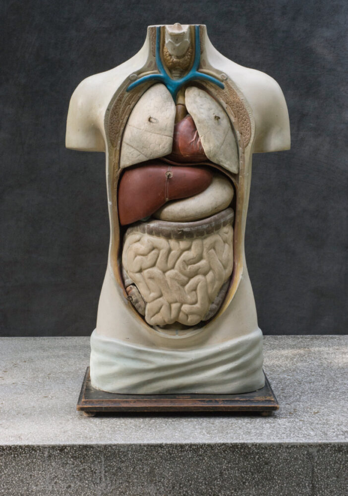 a cabinet of wonders exhibits science artifacts at venice's palazzo grimani