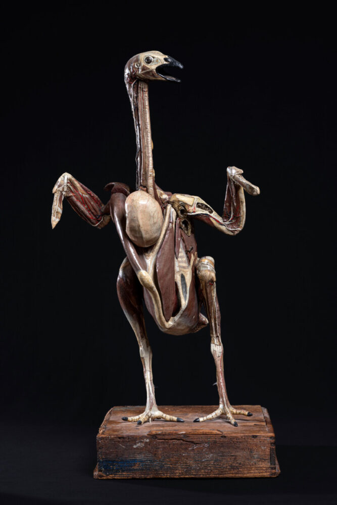 a cabinet of wonders exhibits science artifacts at venice's palazzo grimani