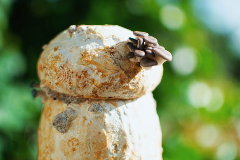 biodegradable urn made from mushroom mycelium assists ecological burial ...