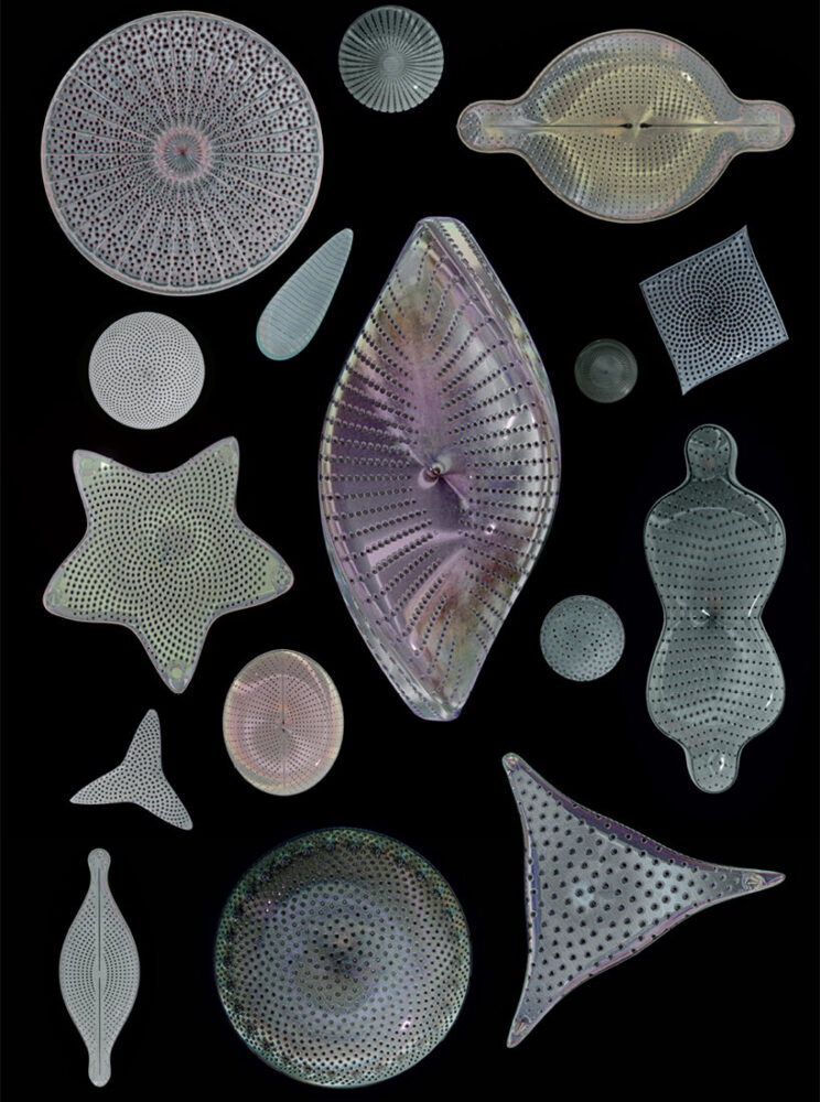 german design awards 2025 reveal 'newcomer of the year' finalists